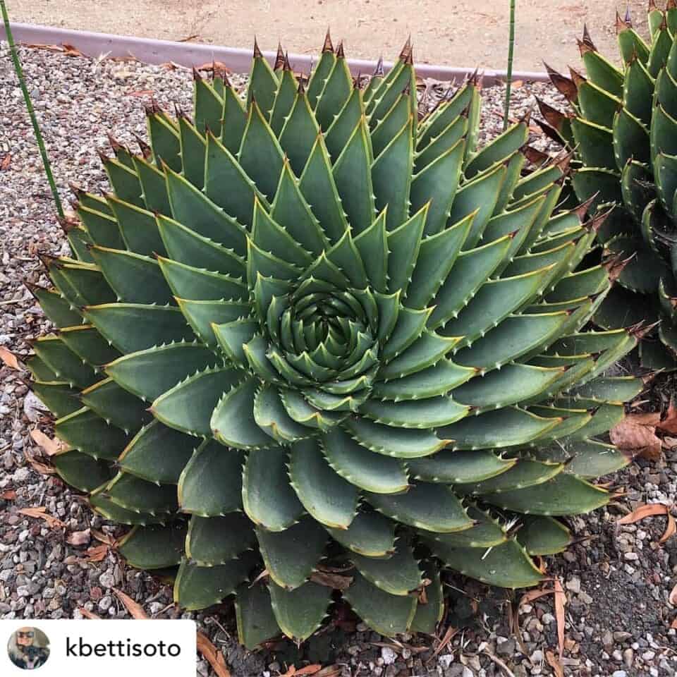 16 Houseplants With Unique & Unusual Leaves That You Have Never Seen ...