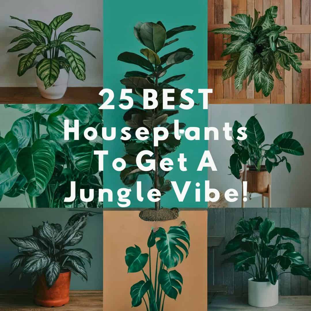 25 Best Houseplants To Get A Jungle Vibe In Your Home! » Simplify Plants