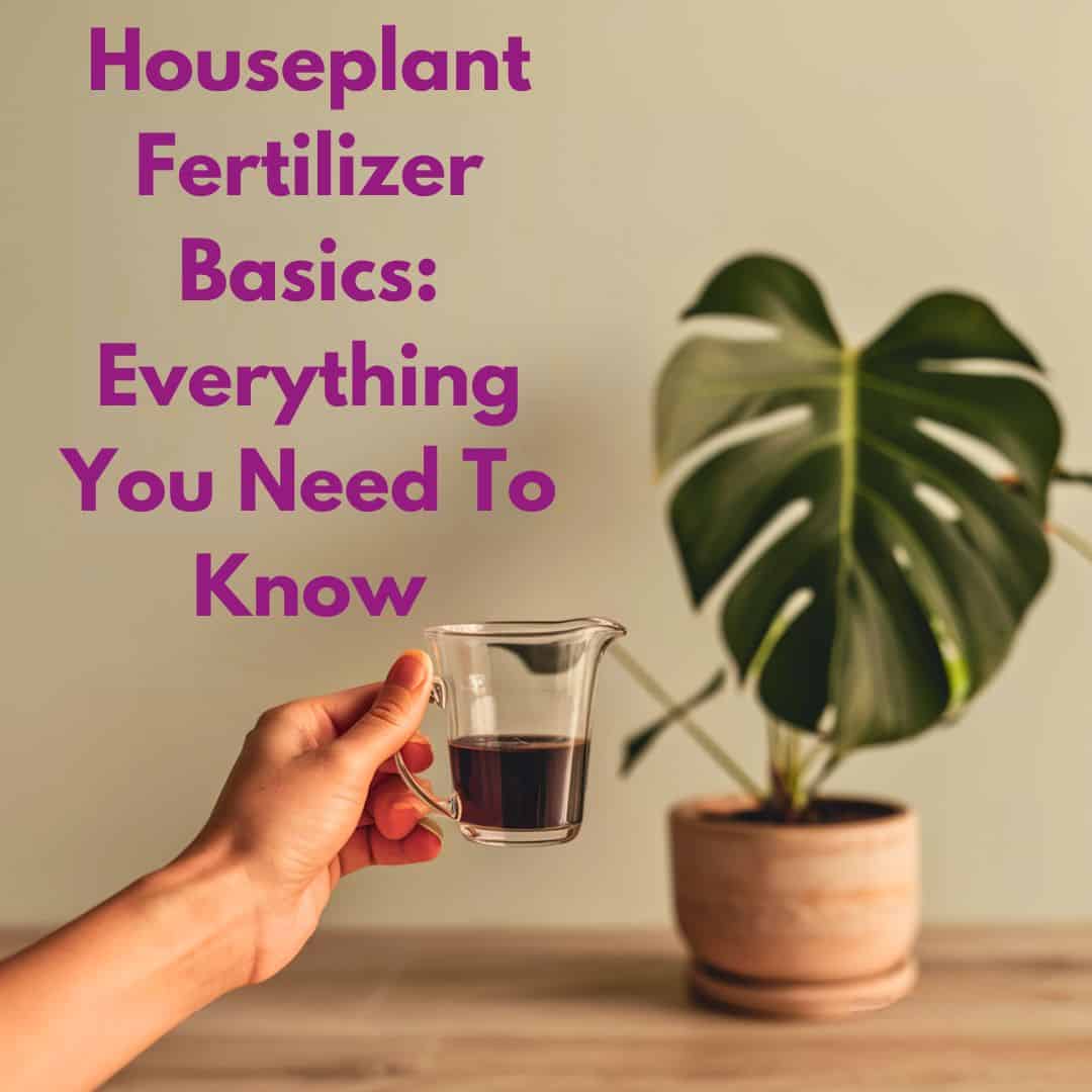 Overpotting Disaster: How Choosing A Too-Big Pot Can Spoil Your Plant ...