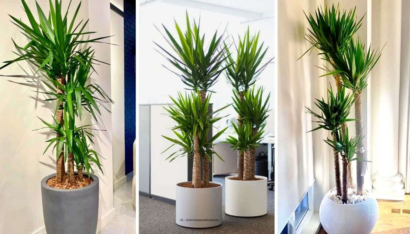 How To Care For An Indoor Yucca Plant: With Helpful Tips! » Simplify Plants