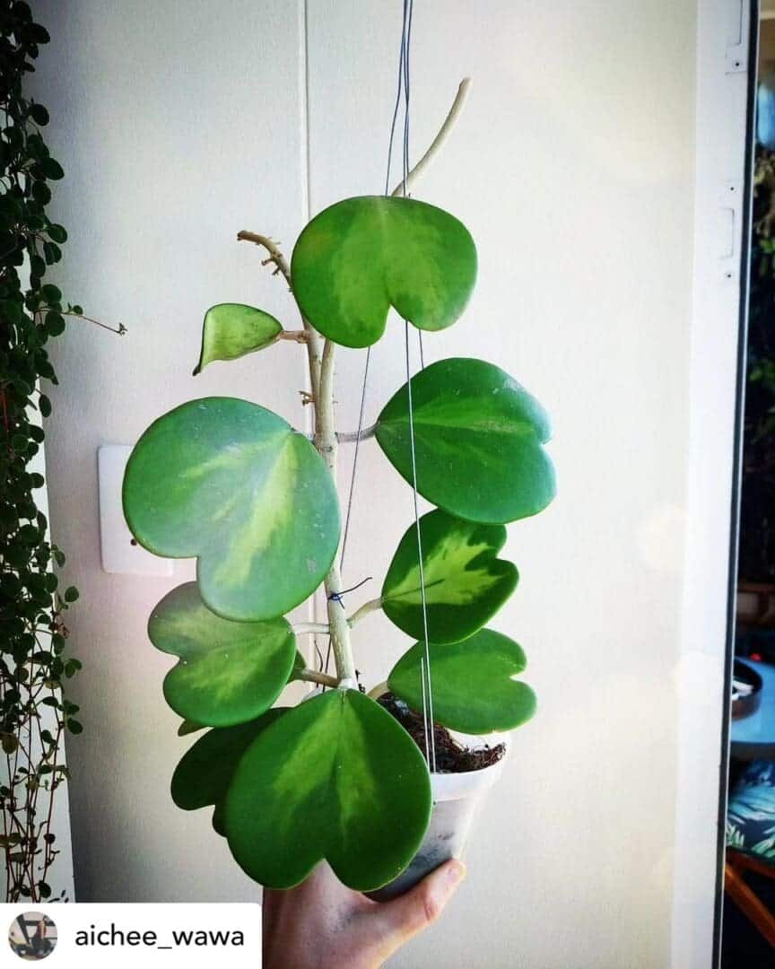 Hoya Kerrii Plant Care: Secrets For Thriving Heart-Shaped Leaves ...