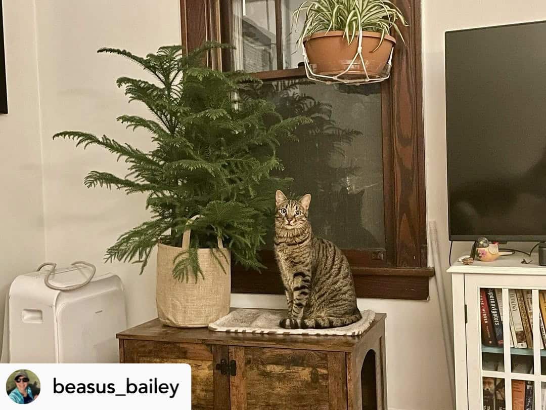 Norfolk Island Pine Plant Care Guide: Easy Tips For Thriving Greenery ...