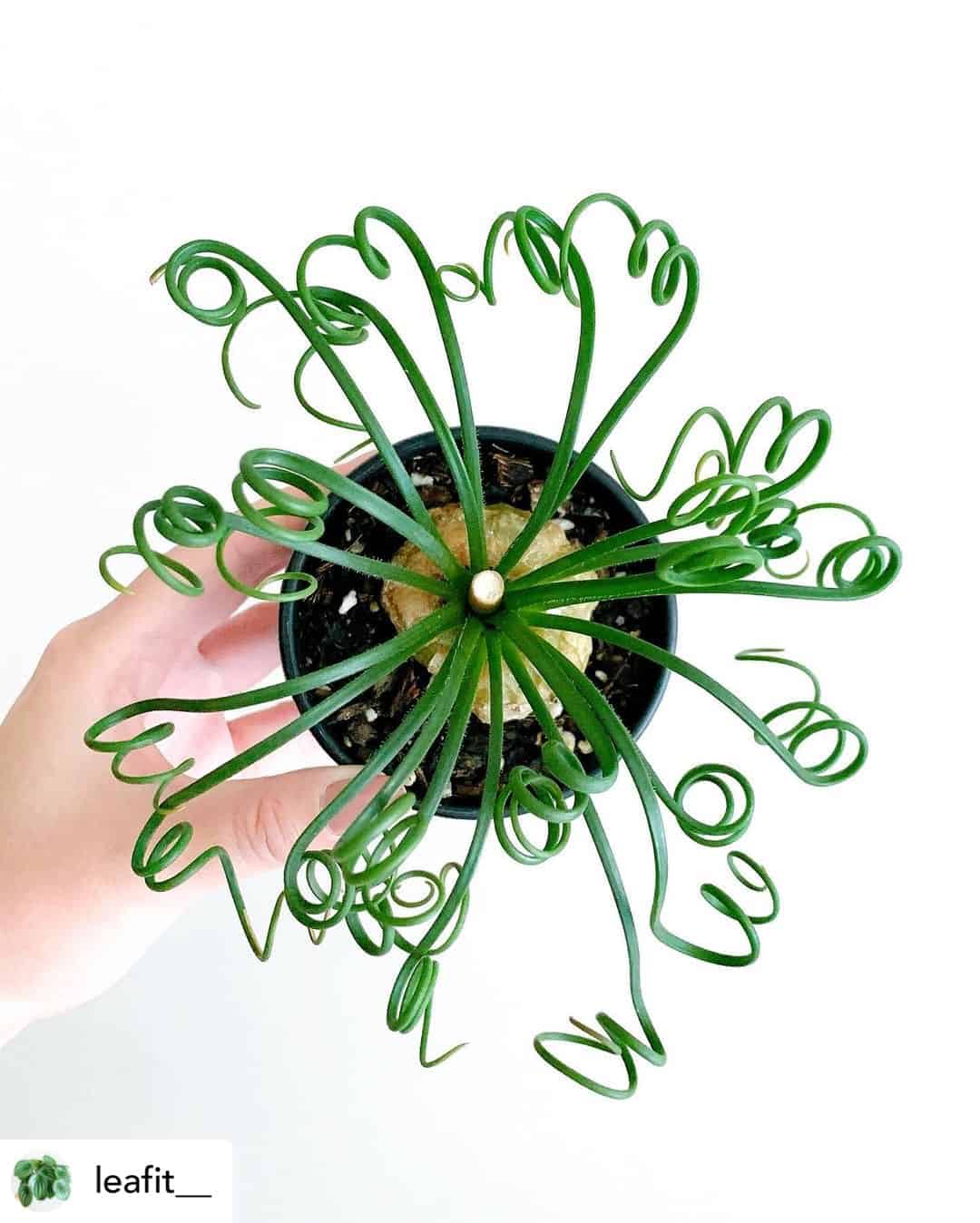 Frizzle Sizzle Plant Care Guide: Tips For Thriving Greens » Simplify Plants