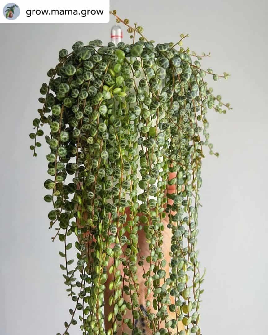 String Of Turtles Plant Care Guide: Easy Tips For Thriving Plants ...