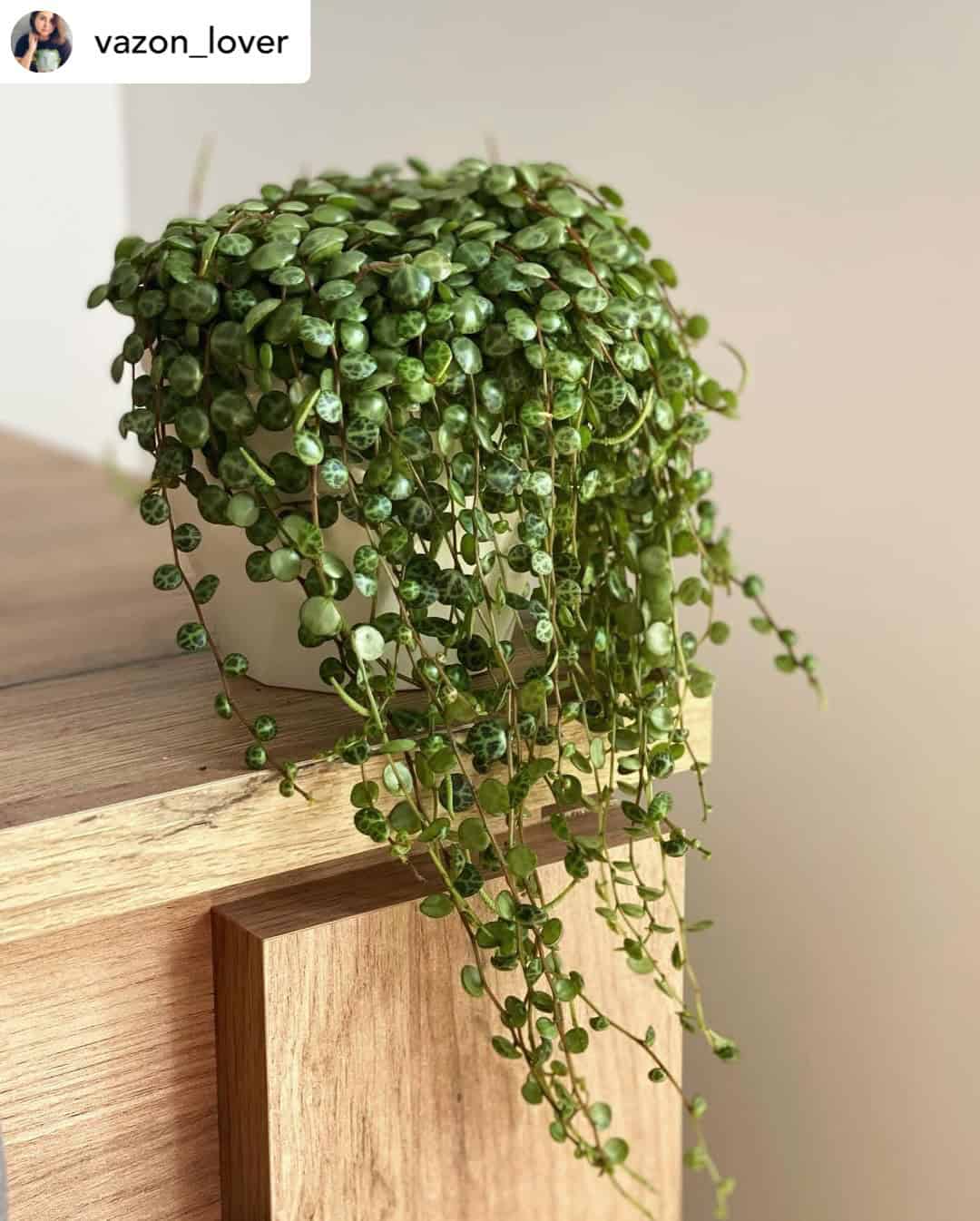 String Of Turtles Plant Care Guide: Easy Tips For Thriving Plants ...