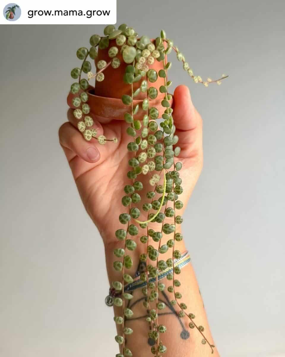 String Of Turtles Plant Care Guide: Easy Tips For Thriving Plants ...