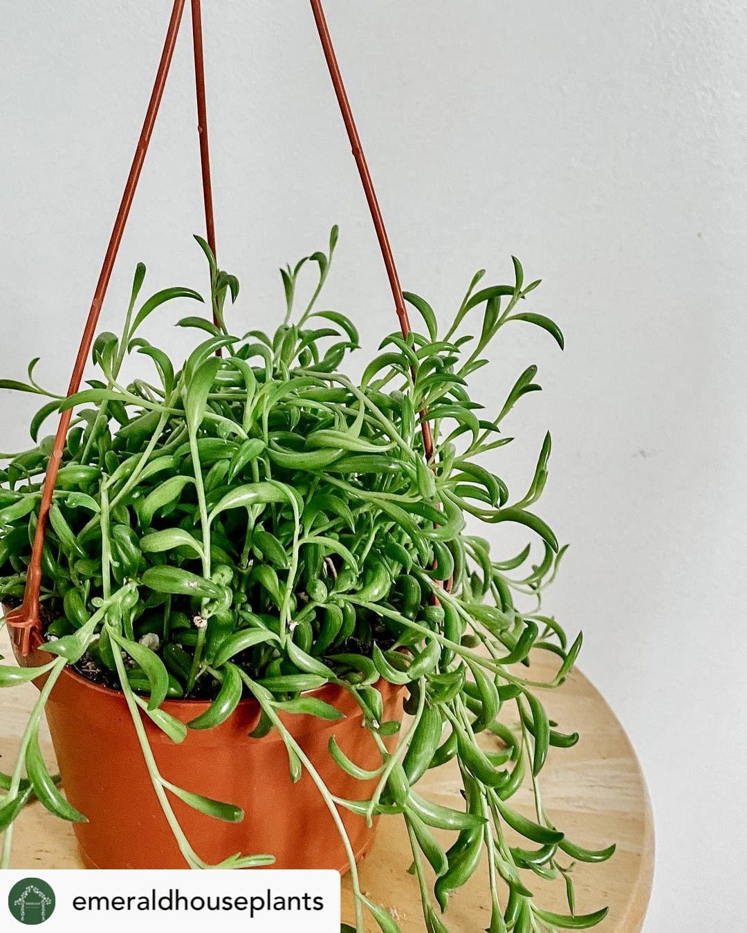 String Of Bananas Care Guide: Tips For Thriving Plants » Simplify Plants