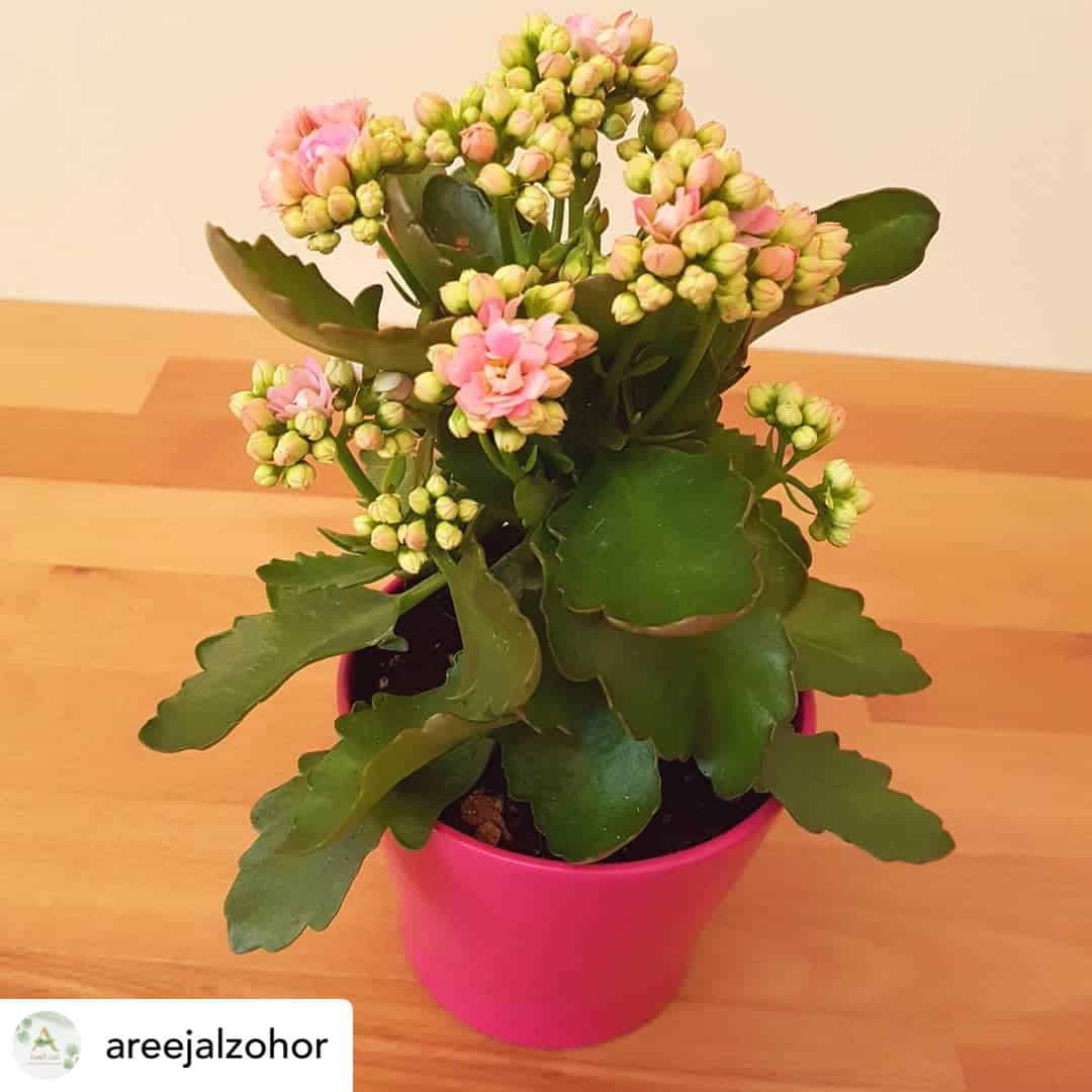 Kalanchoe Plant Care: Top Tips For Thriving Greenery » Simplify Plants