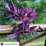 Purple Queen Plant Care: Tips For Thriving Houseplants » Simplify Plants