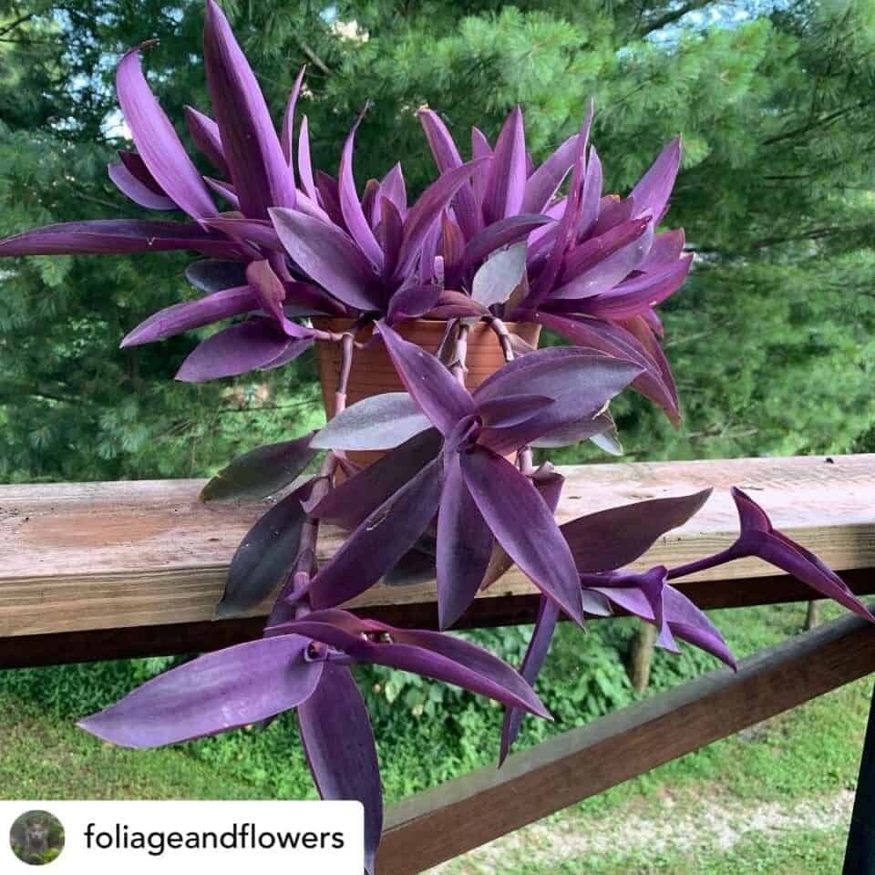 Purple Queen Plant Care: Tips For Thriving Houseplants » Simplify Plants