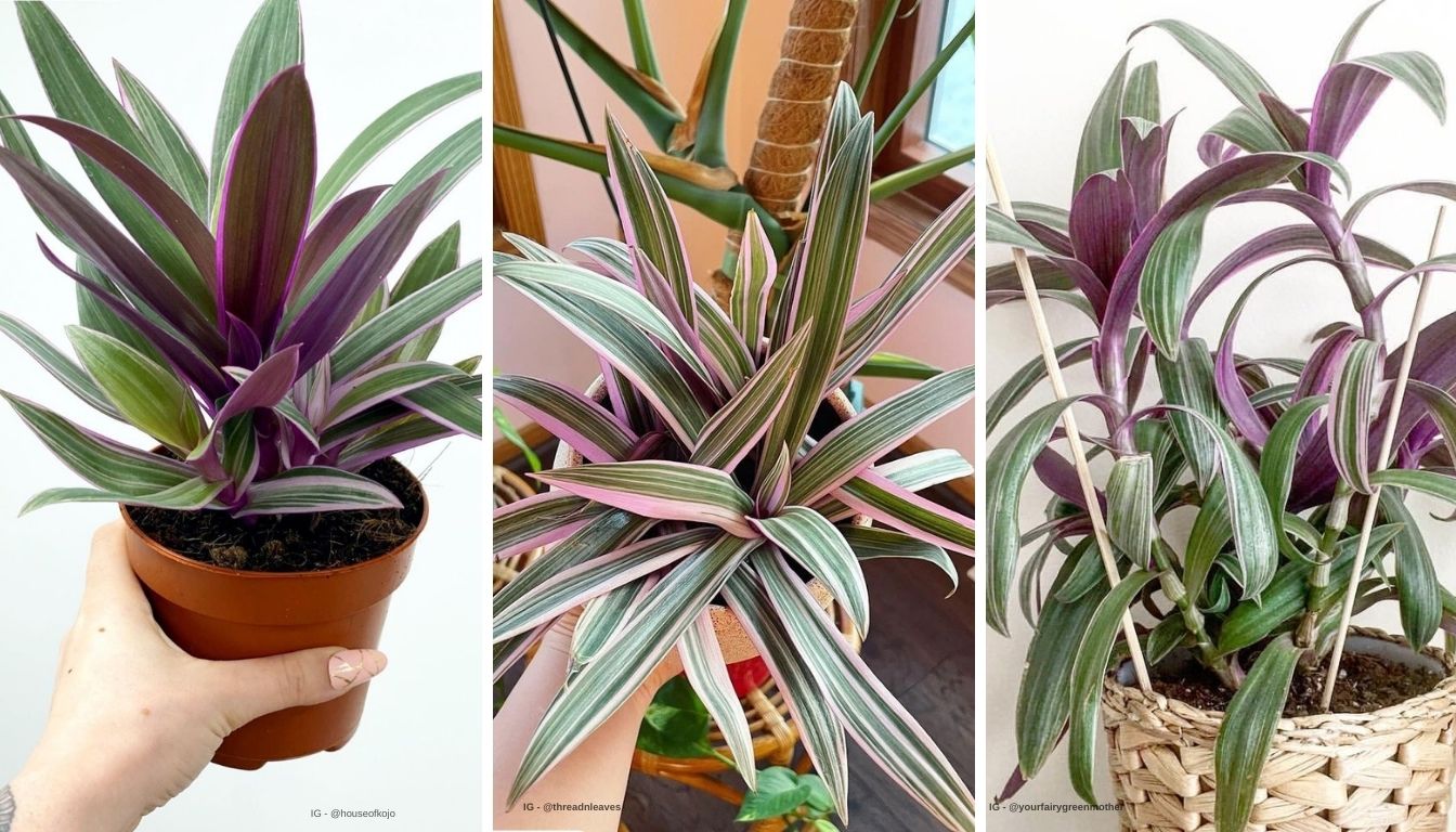 String Of Turtles Plant Care Guide: Easy Tips For Thriving Plants ... String Of Turtles Plant Care Guide: Easy Tips For Thriving Plants ...
