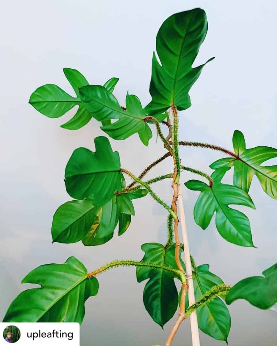 16 Houseplants With Unique & Unusual Leaves That You Have Never Seen ...