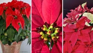 Poinsettia Care Guide: Keep Your Festive Plants Thriving » Simplify Plants