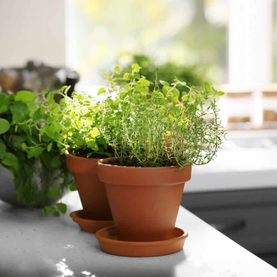 25 Best Plants For Your Kitchen: Spruce Up Your Space With Green ...