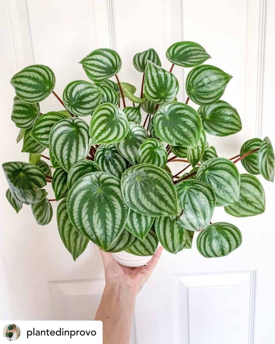 16 Houseplants With Unique & Unusual Leaves That You Have Never Seen ...
