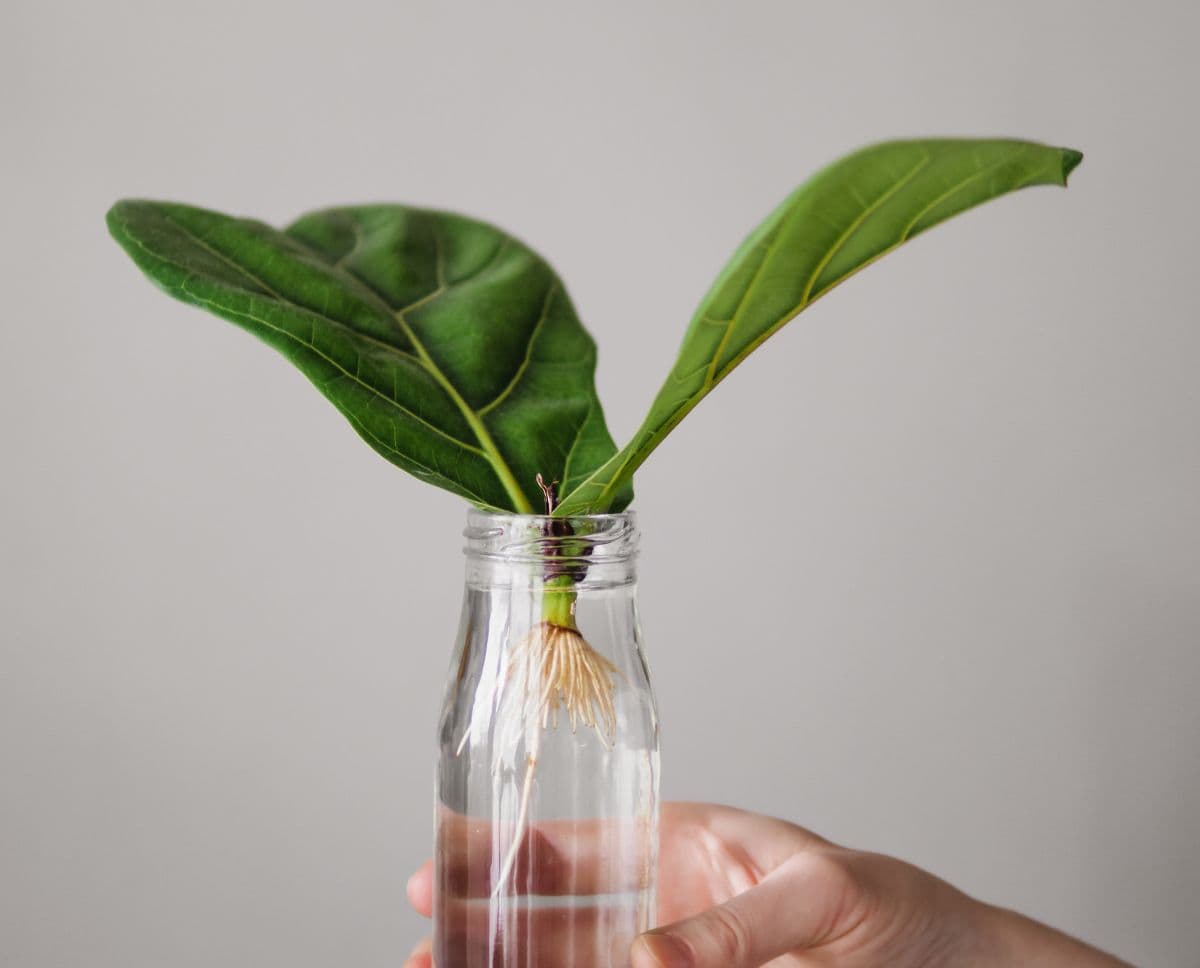 What To Do When Your Fiddle Leaf Fig Gets Too Tall? » Simplify Plants