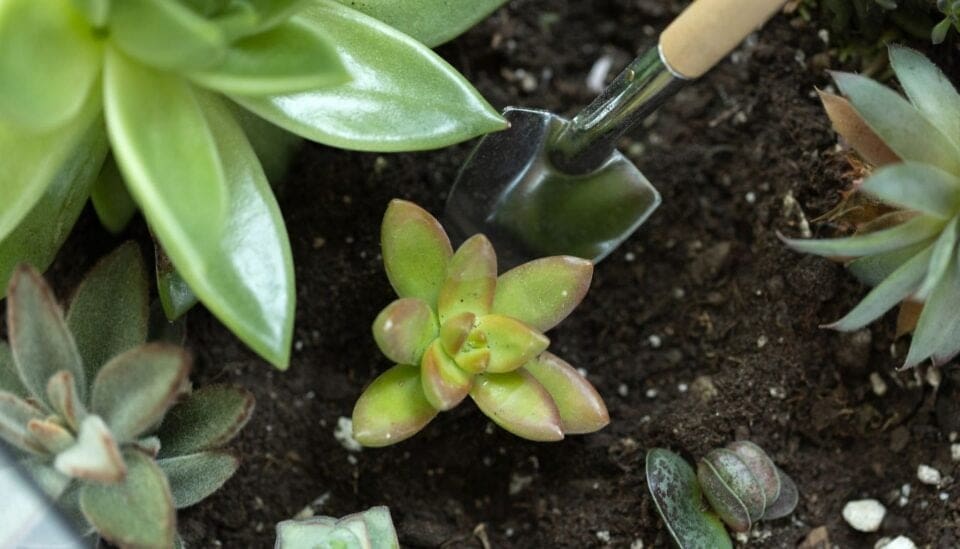 Best Succulent Combinations: What Succulents Can Be Planted Together ...