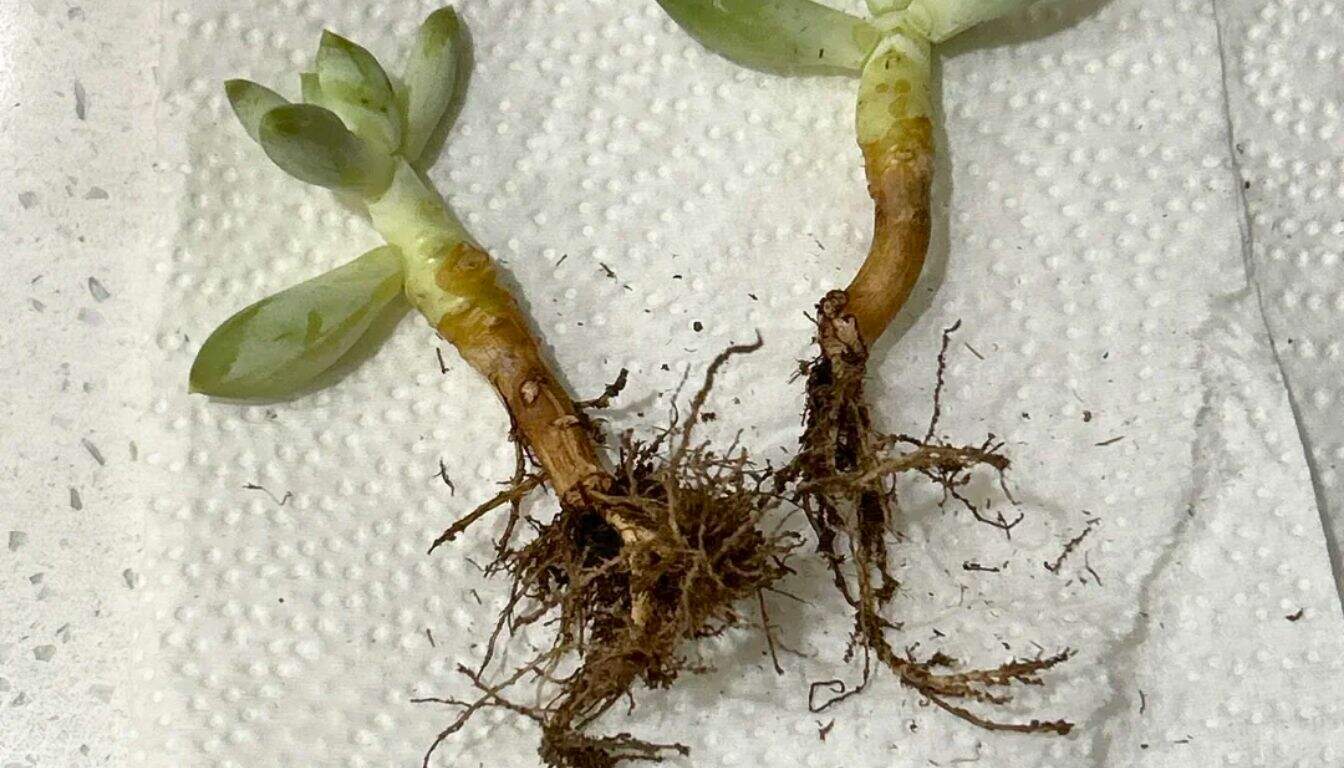 7 Tips To Fix Succulent Root Rot: Revive Your Plant Easily! » Simplify Plants