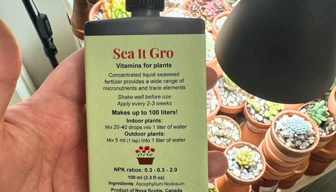 7 Easy Tips For Fertilizing Your Succulent Plants! » Simplify Plants