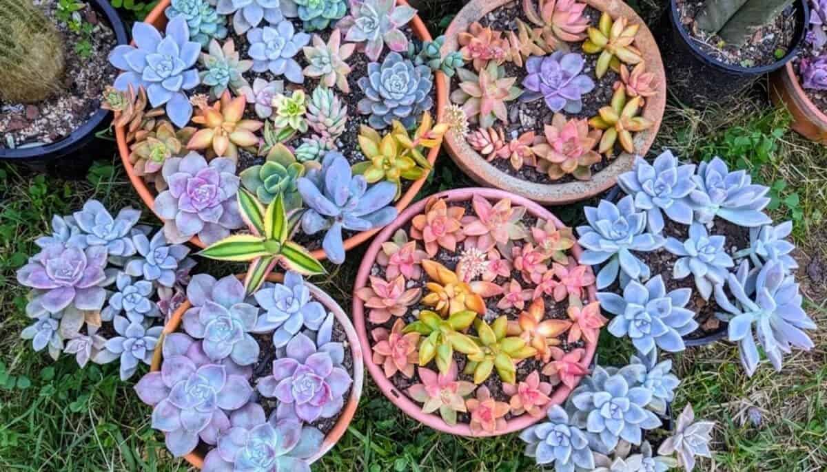 7 Tips To Save Your Overwatered Succulent: Rescue Methods Revealed ...