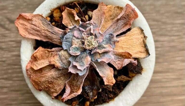 7 Tips To Revive A Dying Succulent: Breathe New Life Into Your Plants ...
