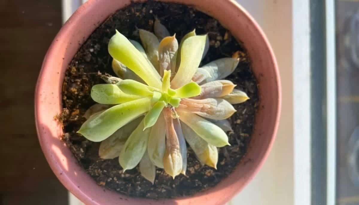 9 Common Succulent Problems And How To Fix Them! » Simplify Plants