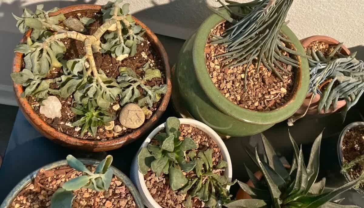 9 Tips To Keep Your Succulents Alive And Thriving! » Simplify Plants