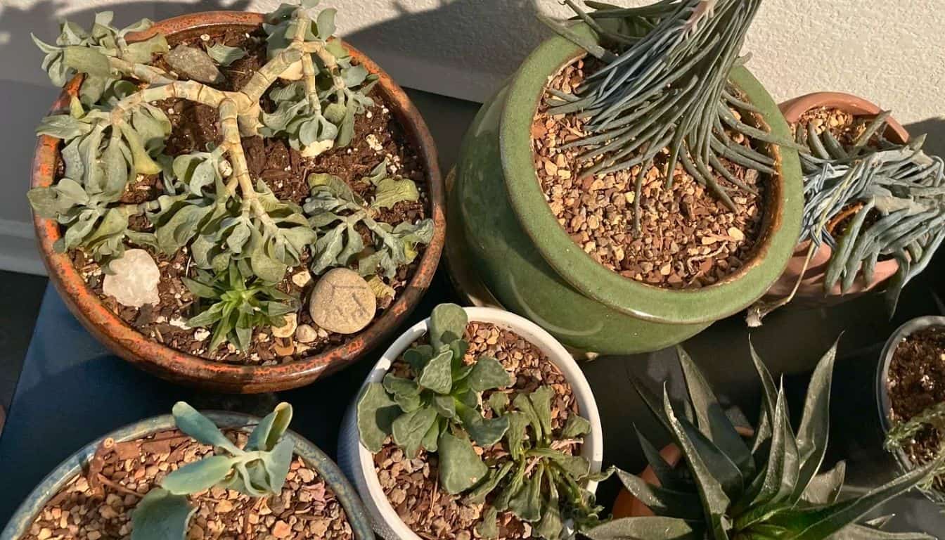 9 Tips To Keep Your Succulents Alive And Thriving! » Simplify Plants