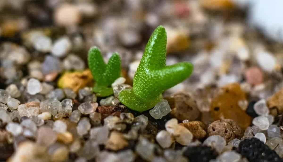 6 Common Pests That Infest Succulents (and How To Get Rid Of Them ...