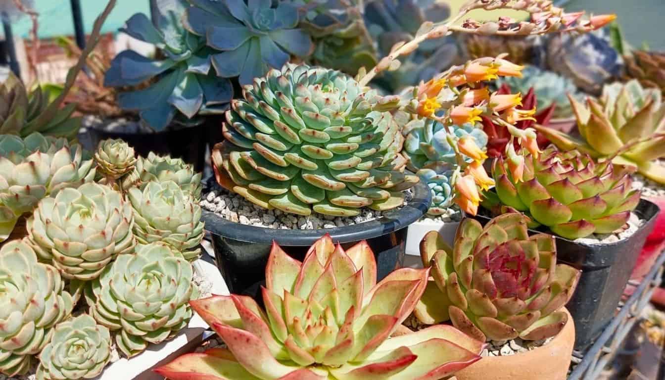 10 Perfect Succulents For Small Containers! » Simplify Plants