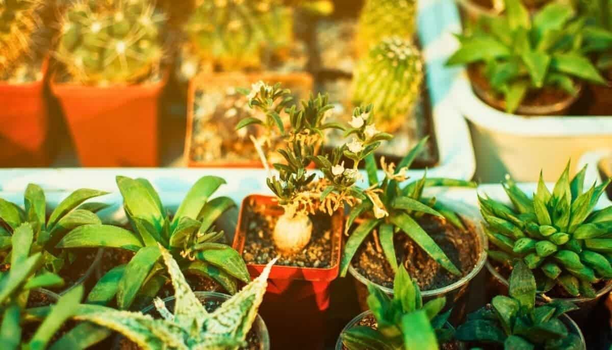 Can Succulents Take Full Sun? Yes, But Here’s What You Need To Know ...