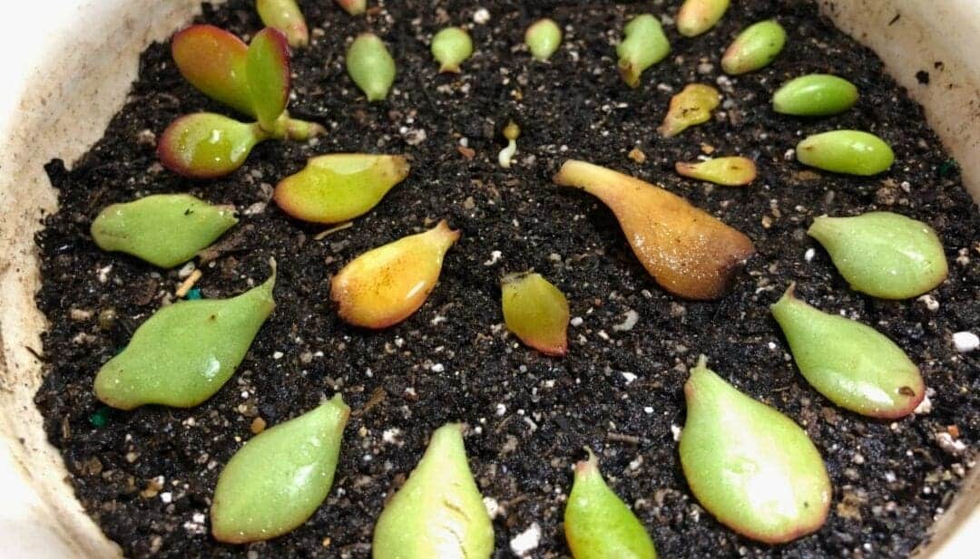7 Tips To Root A Succulent Leaf Like A Pro! » Simplify Plants