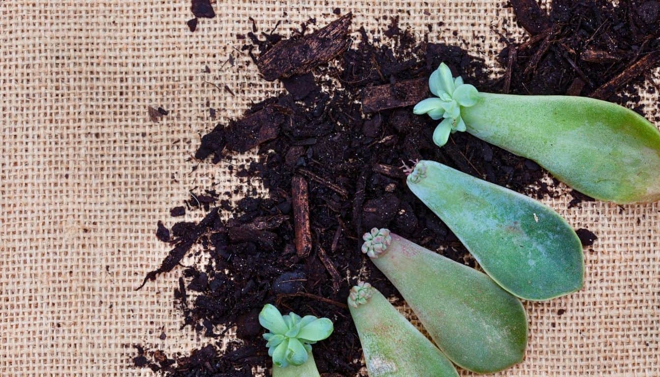 7 Tips To Root A Succulent Leaf Like A Pro! » Simplify Plants