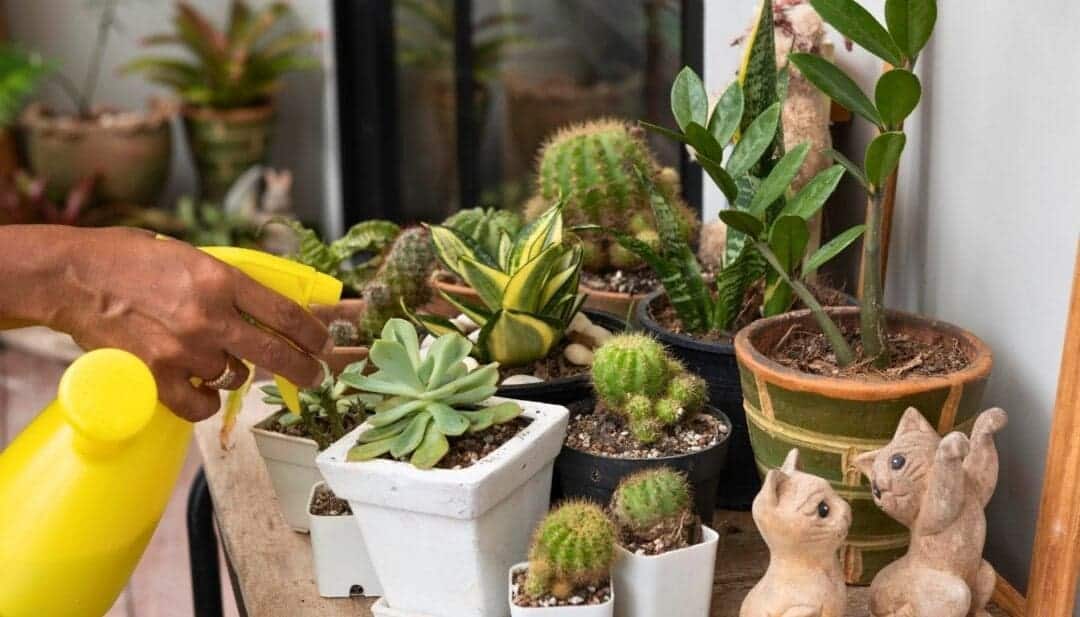 Can Succulents Grow Indoors? Here's How To Keep Them Thriving ...