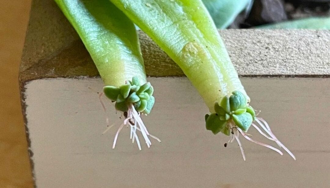 7 Tips To Transplant Succulents: Master The Art With Ease » Simplify Plants