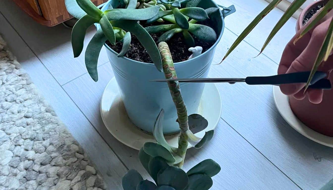 When Is The Best Time To Propagate Succulents? » Simplify Plants