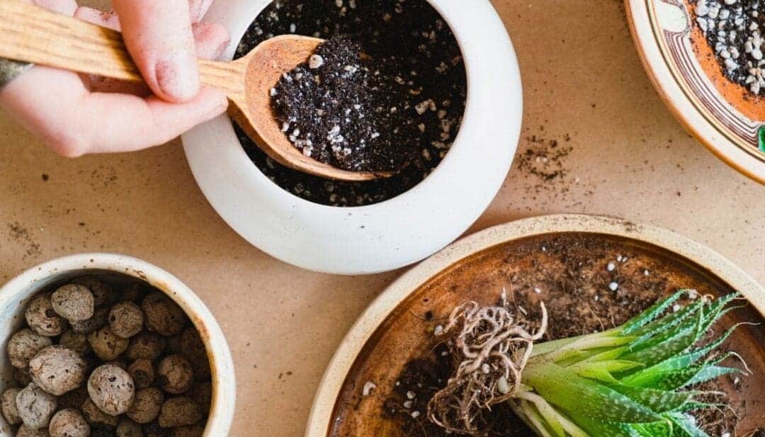 7 Tips To Plant Succulent Babies: Easy Steps For Lush Growth » Simplify ...