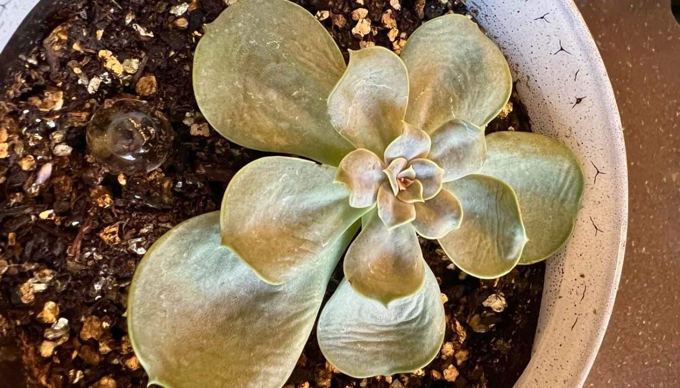 Winter-Proof Your Succulents: Essential Tips For Cold Weather Survival ...