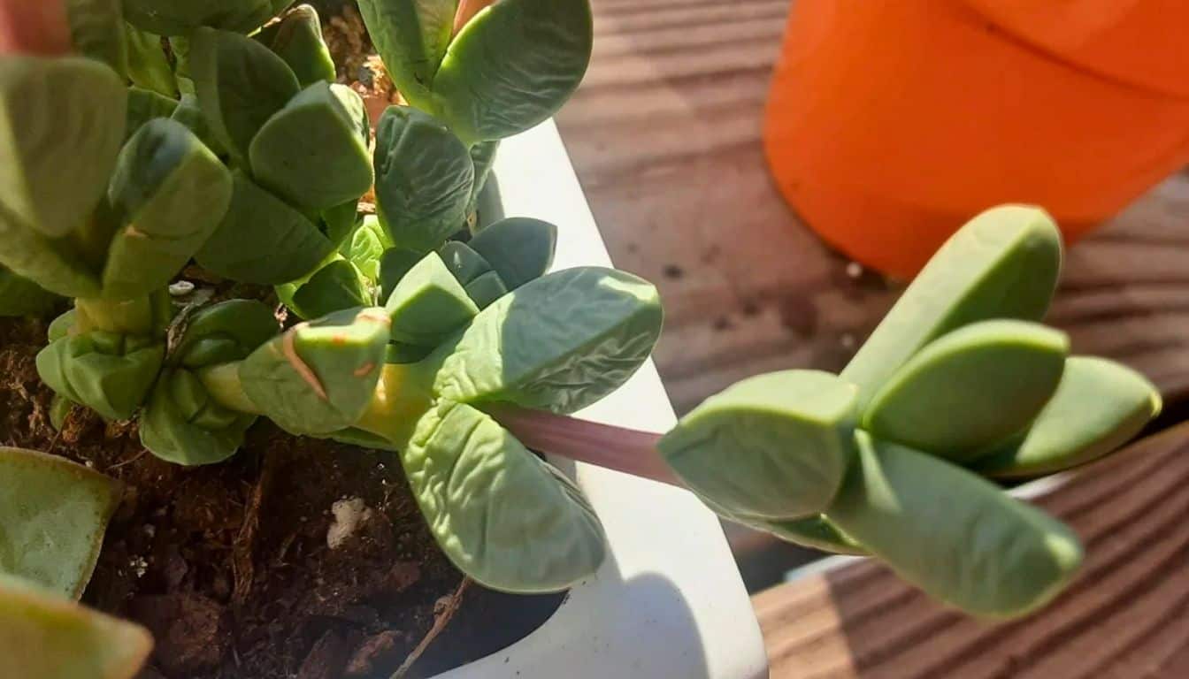 7 Reasons Your Succulent’s Leaves Are Wrinkly: Learn How To Revive Them ...