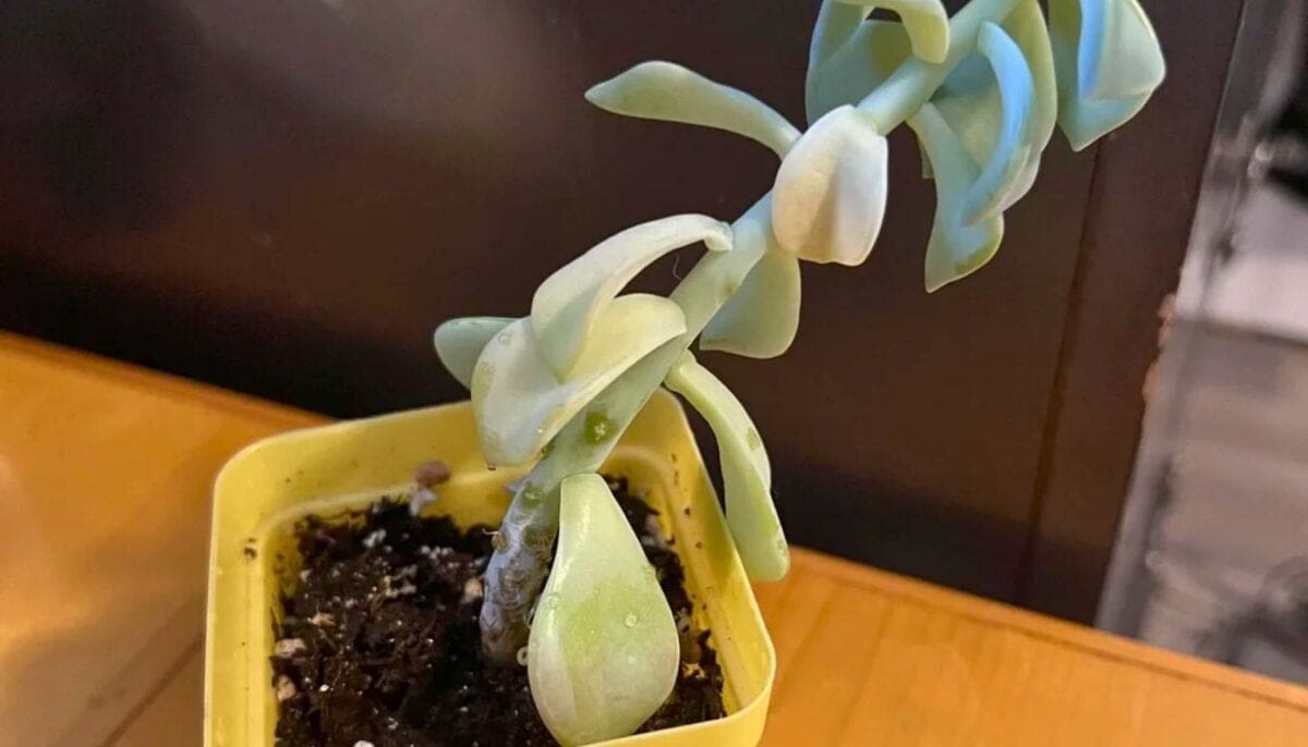 7 Tips To Fix Succulent Root Rot: Revive Your Plant Easily! » Simplify ...