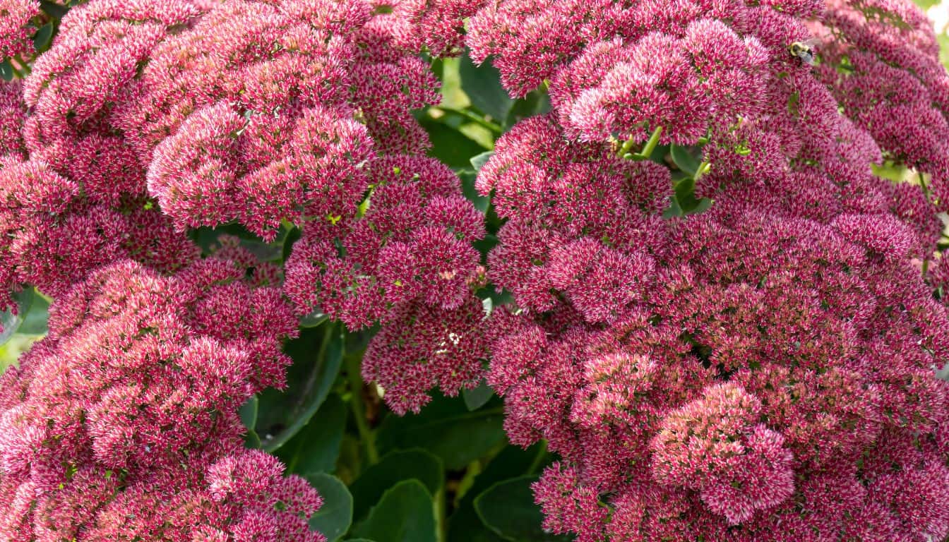 10 Best Succulents For Full Sun: Brighten Your Garden With These Easy ...