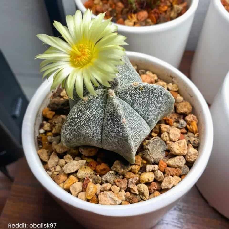 Bishops Cap Cactus Care » Simplify Plants
