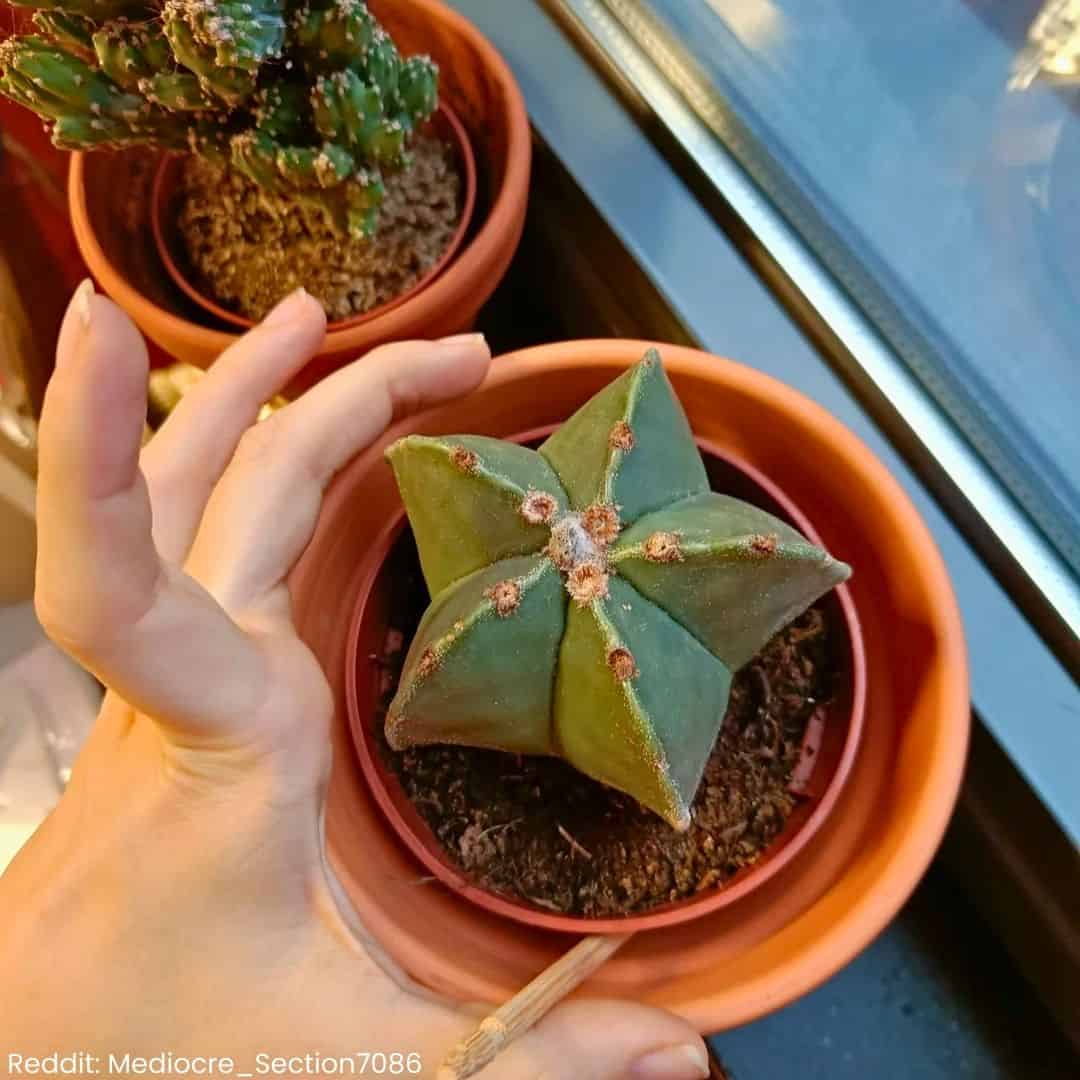 Bishops Cap Cactus Care » Simplify Plants