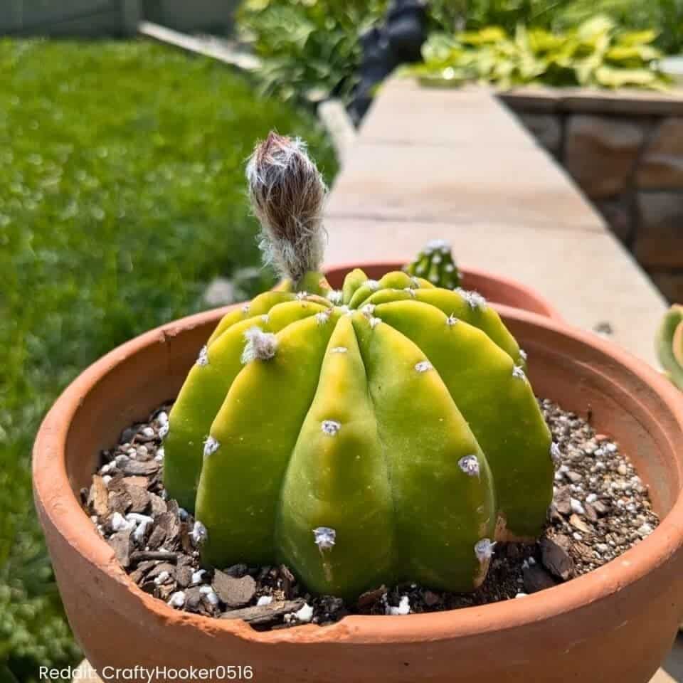 10 Tips For Cactus Winter Care » Simplify Plants