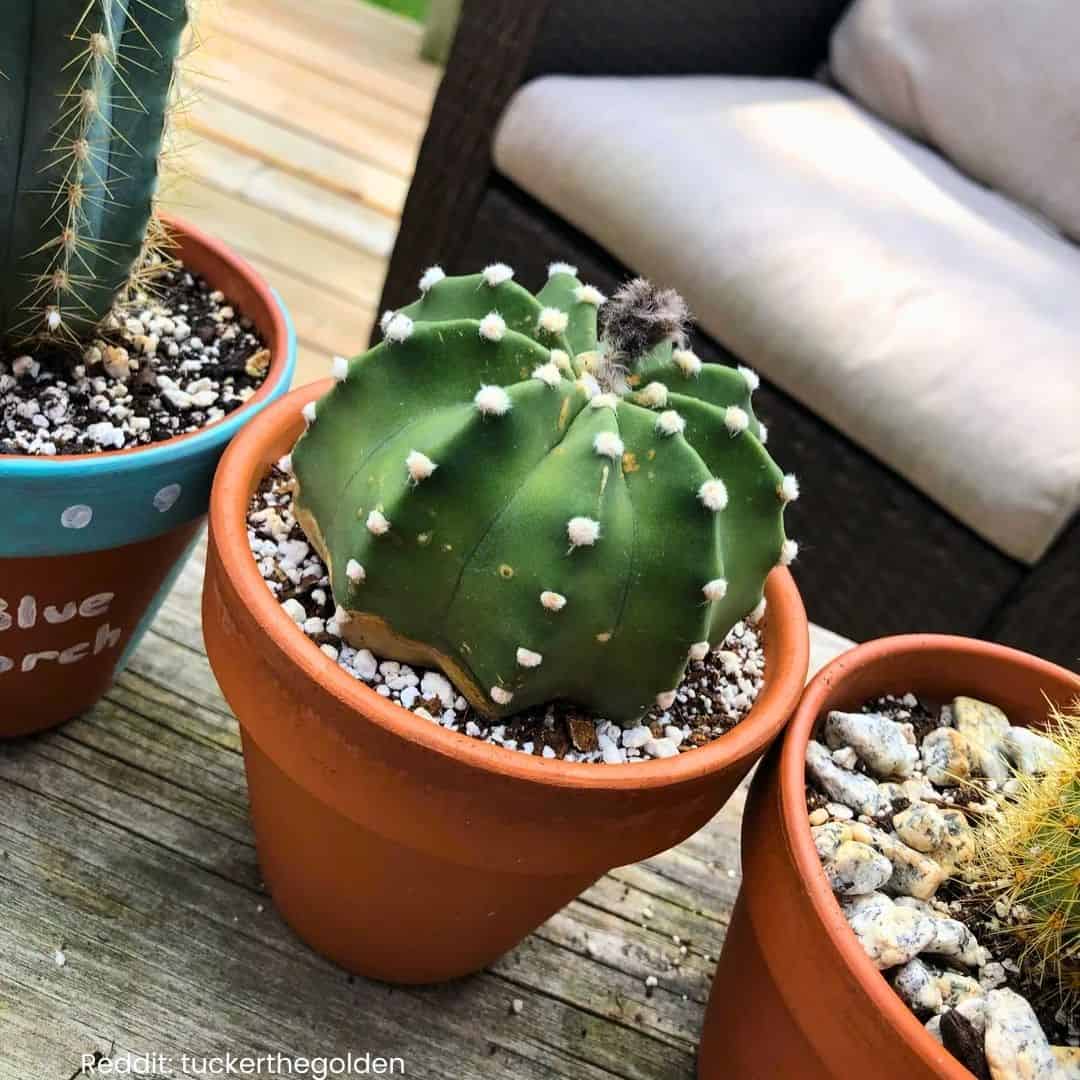11 Tips To Care For Cactus Indoors » Simplify Plants