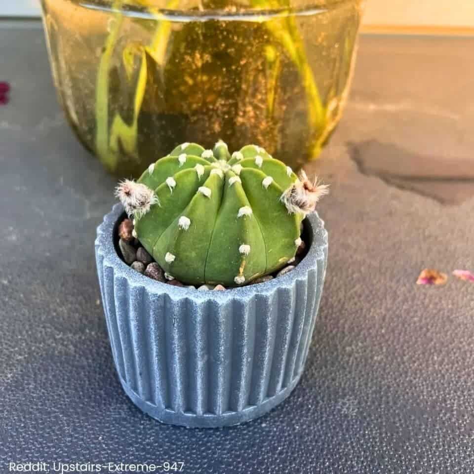 Fishbone Cactus Care: Everything You Need To Know! » Simplify Plants