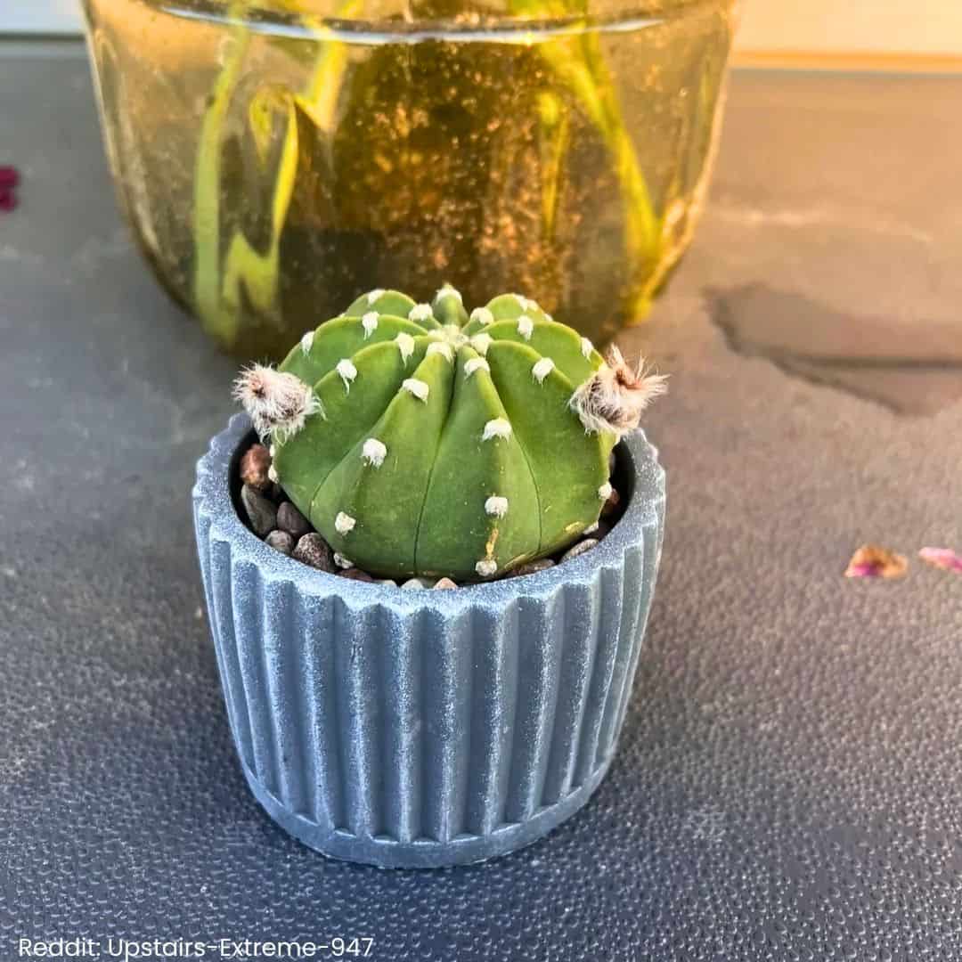 11 Tips To Care For Cactus Indoors » Simplify Plants