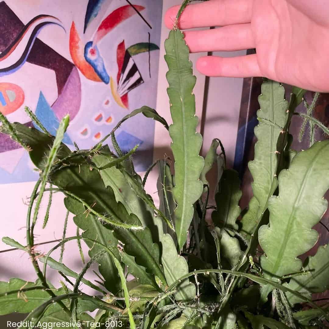 11 Tips To Care For Orchid Cactus And Help It Thrive » Simplify Plants