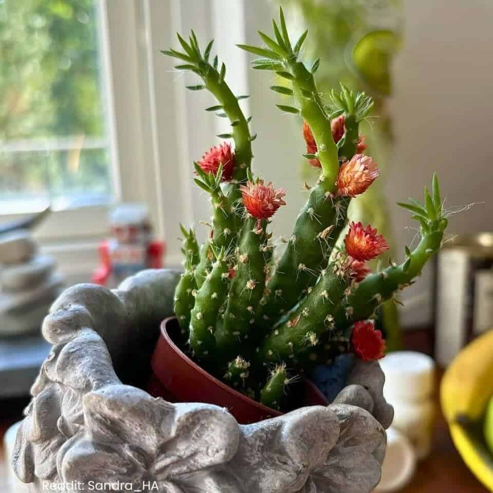 How To Care For Eve's Needle Cactus? » Simplify Plants