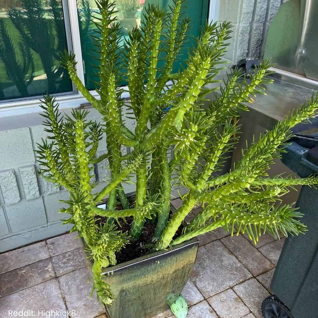 How To Care For Eve's Needle Cactus? » Simplify Plants